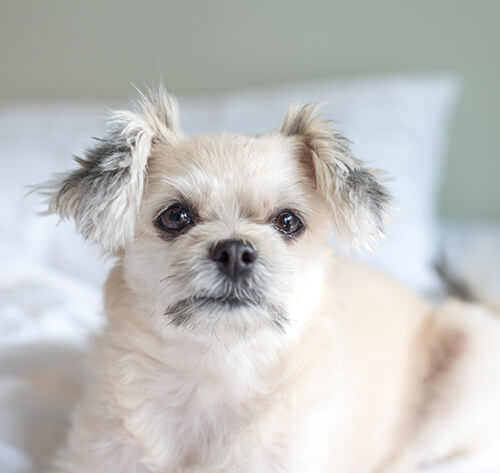 Pomapoo Dog Breed Information | Purina UK